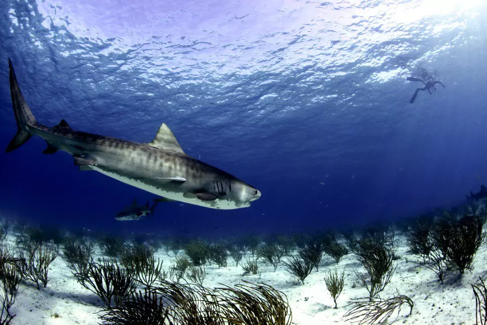 أفضل صور سمك القرش من السنوات العشر الأخيرة من مسابقات التصوير 24877_4