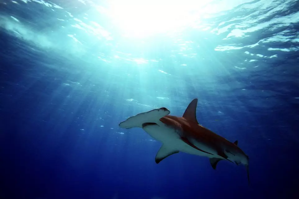 أفضل صور سمك القرش من السنوات العشر الأخيرة من مسابقات التصوير 24877_5