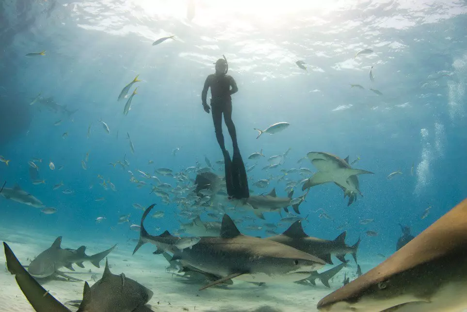أفضل صور سمك القرش من السنوات العشر الأخيرة من مسابقات التصوير 24877_8