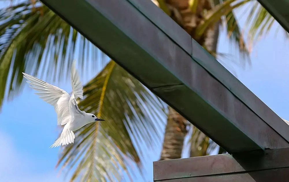 ພົບກັບ White Tern, ນົກທະເລທີ່ຈະເລີນຮຸ່ງເຮືອງຢ່າງແປກໃຈໃນເມືອງໃຫຍ່