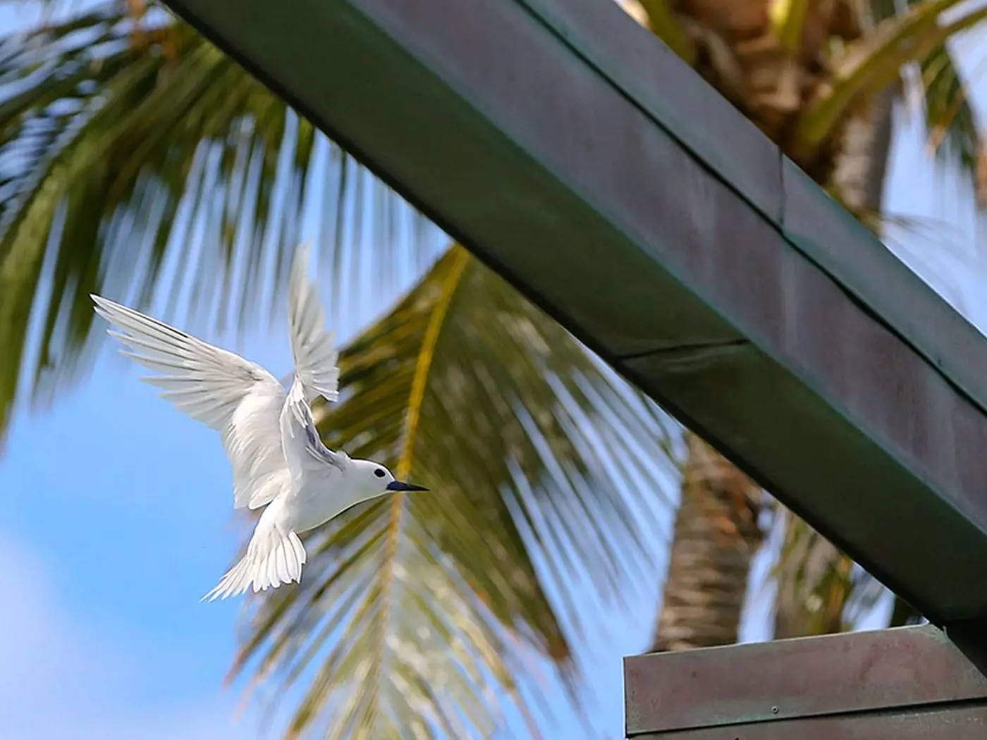 Upoznajte bijelu čigru, morsku pticu koja iznenađujuće uspijeva u velikom gradu 24881_1