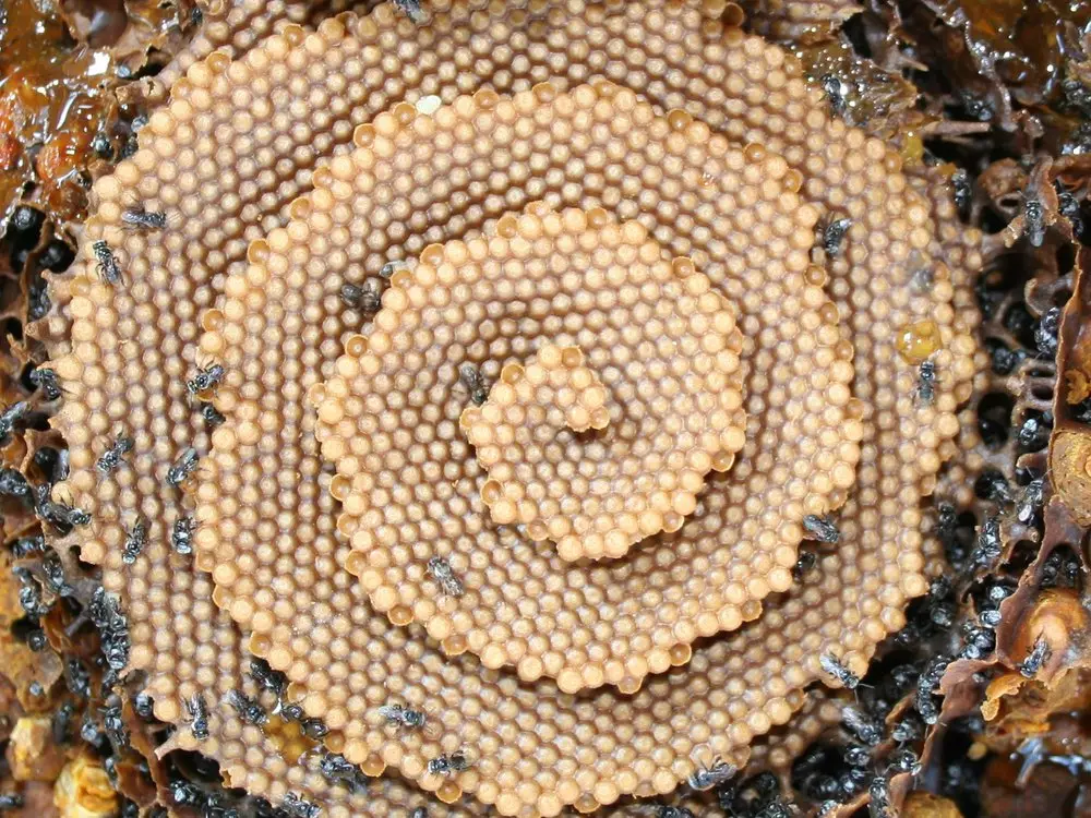 Nid d'abeille en spirale