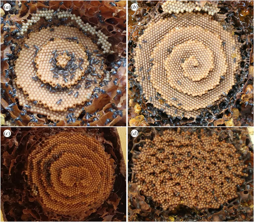 Vier afbeeldingen van angelloze bijenhoningraten