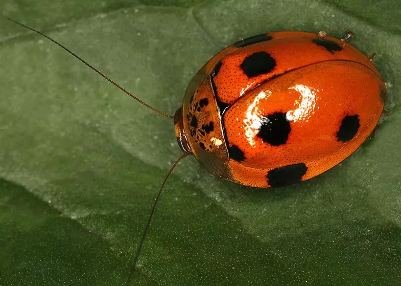 مەن رەسمىي ھالدا خوراز بىلەن مۇھەببەتلىشىمەن