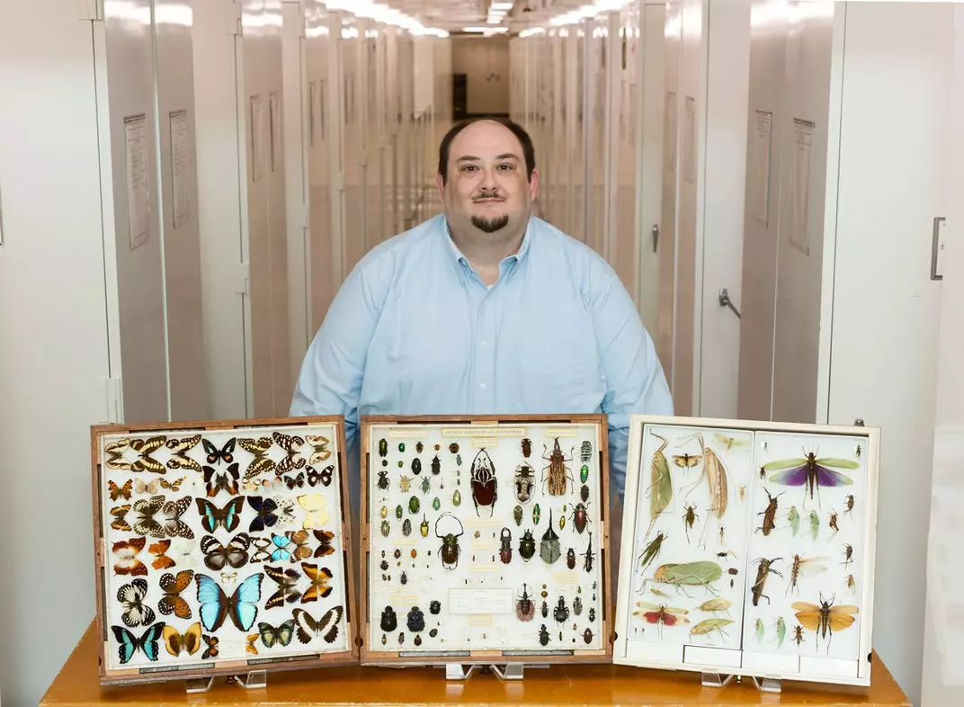 A person with museum storage cases of insects.