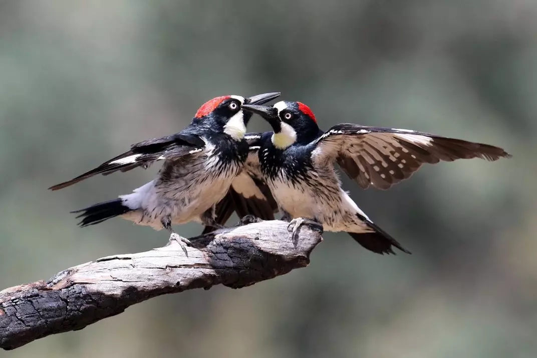 Zwei rote, weiße und schwarze Vögel kämpfen auf einem Ast.