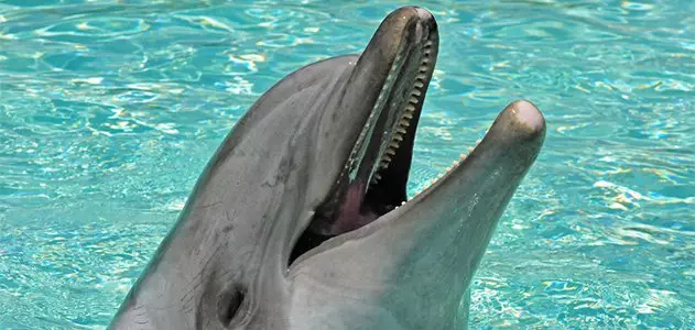 Los delfines pueden recordar a sus amigos después de veinte años de diferencia