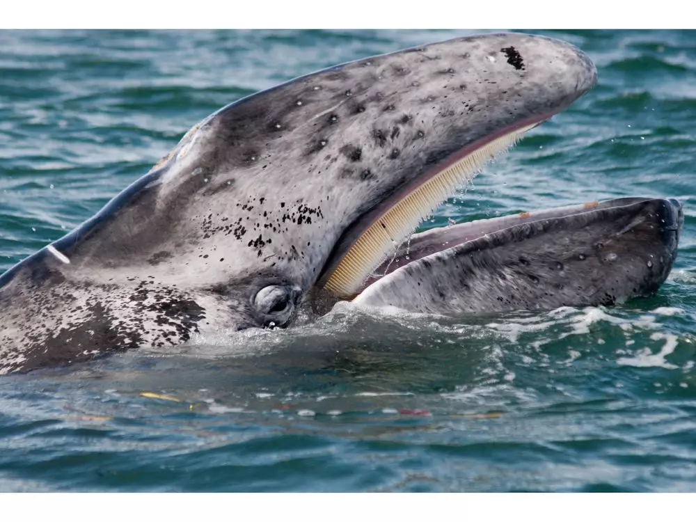 A Whale's Baleen Bristles ამხელს მისი ცხოვრების ისტორიას