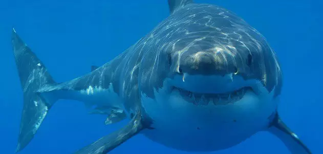 Ndị shark n'otu n'otu, dị ka ndị mmadụ, nwere ọdịdị nke ha dị iche iche.