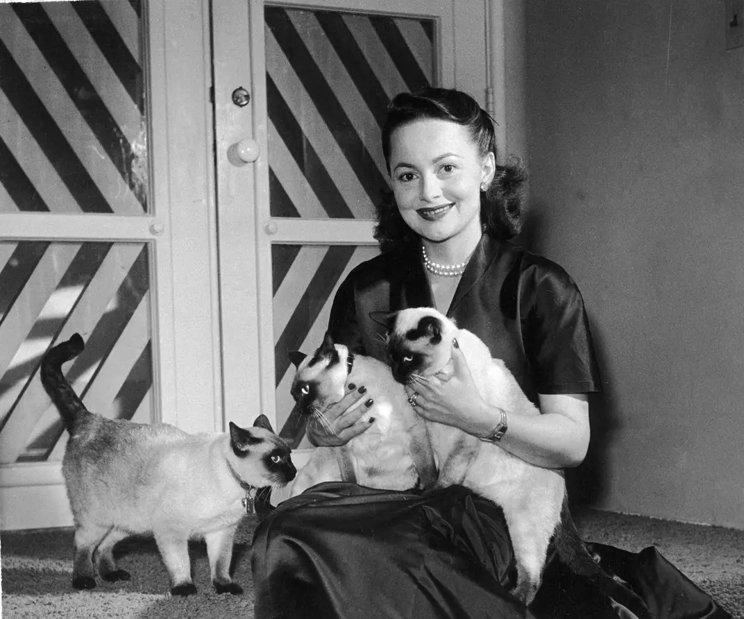 Olivia de Havilland con tres gatos siameses