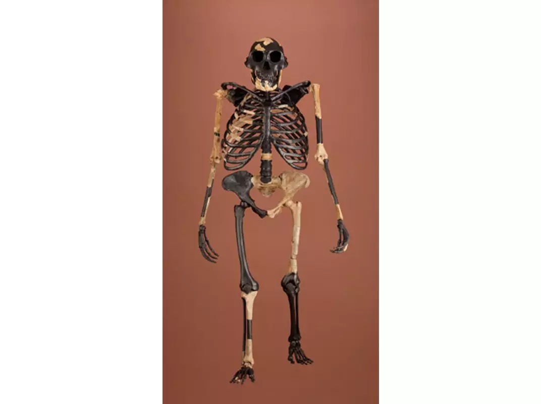 Australopithecus afarnensis