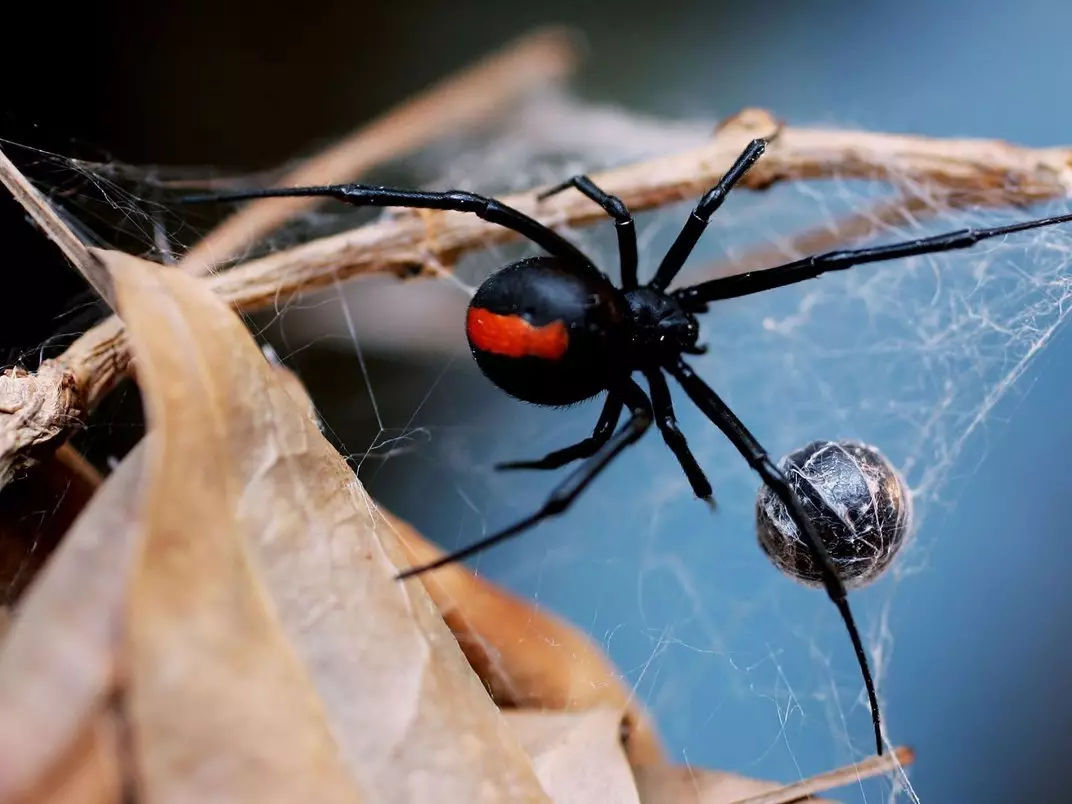 Pas l'araignée la plus meurtrière