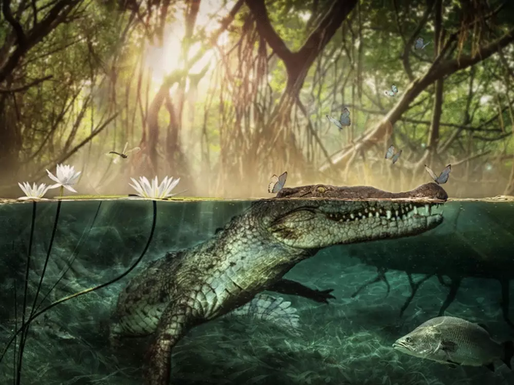 Bằng chứng mới cho thấy cá sấu cổ đại bơi từ châu Phi sang châu Mỹ