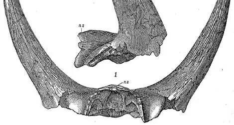 De hoorns van Marsh's Bison alticornis, nu erkend als die van een ceratopsian dinosaurus.