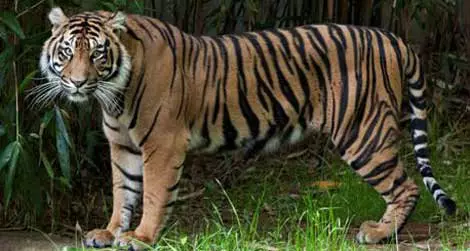 Damai, el tigre més nou del zoològic