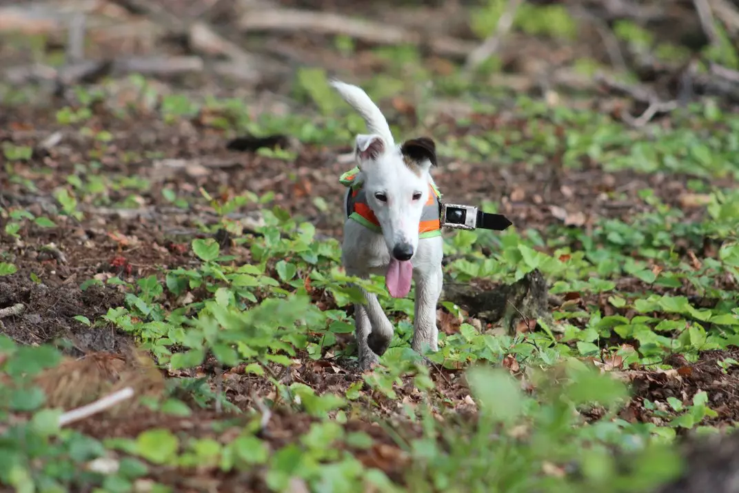 Terrier nwere GPS