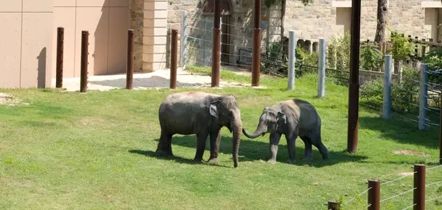 Sloni v nacionalnem živalskem vrtu