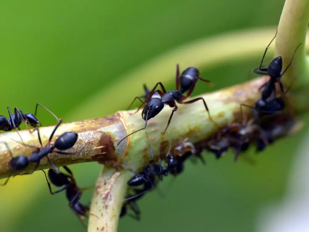 Echiche dị nso nke ndanda na-akpụ akpụ n'akụkụ alaka akwụkwọ ndụ akwụkwọ ndụ