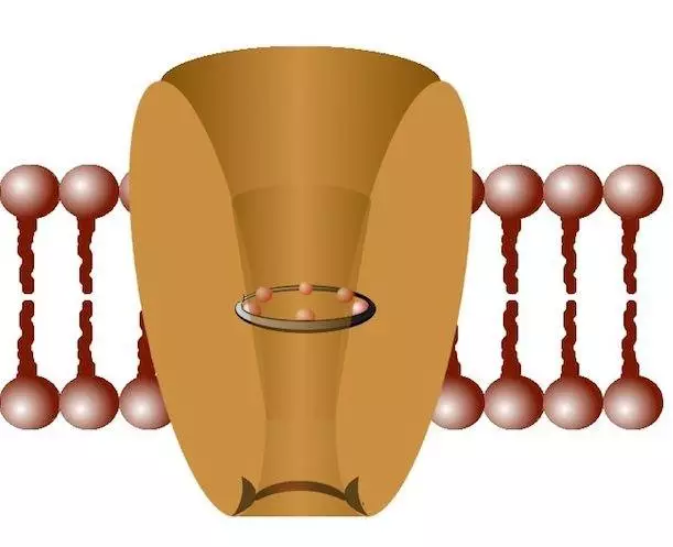 A molécula TRVP4