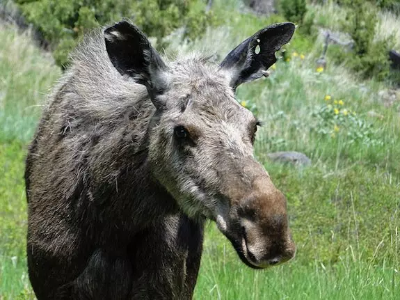 Perché le alci norvegesi sono calve?