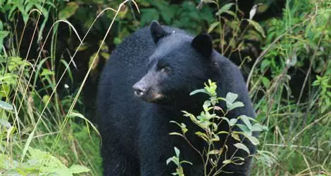 La mayoría de los ataques mortales de osos negros los llevan a cabo machos hambrientos