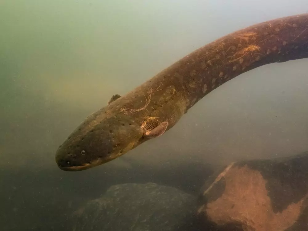 Ang electric eel ng Volta, Electrophorus voltai, ay naglalabas ng pinakamalakas na shock ng anumang hayop sa Earth. Bagama't ang mga igat na ito ay inaakalang nag-iisa, kamakailan lamang ay nakita ang mga species na nangangaso sa isang grupo. (L. Sousa)