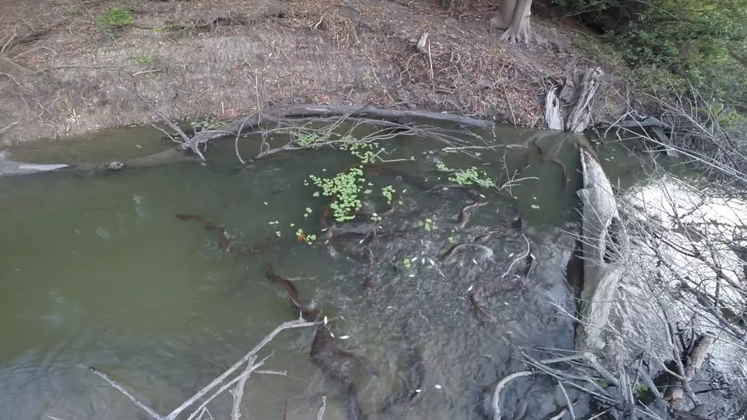 Un grupo de anguilas en un río junto a un cepillo.