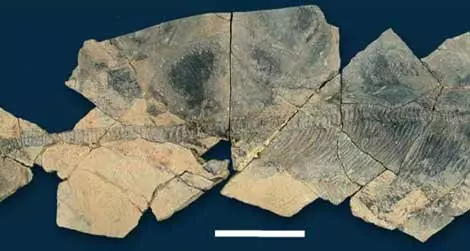 Skeleto de la Malfrua Triasa iktiosaŭro Shastasaurus liangae.