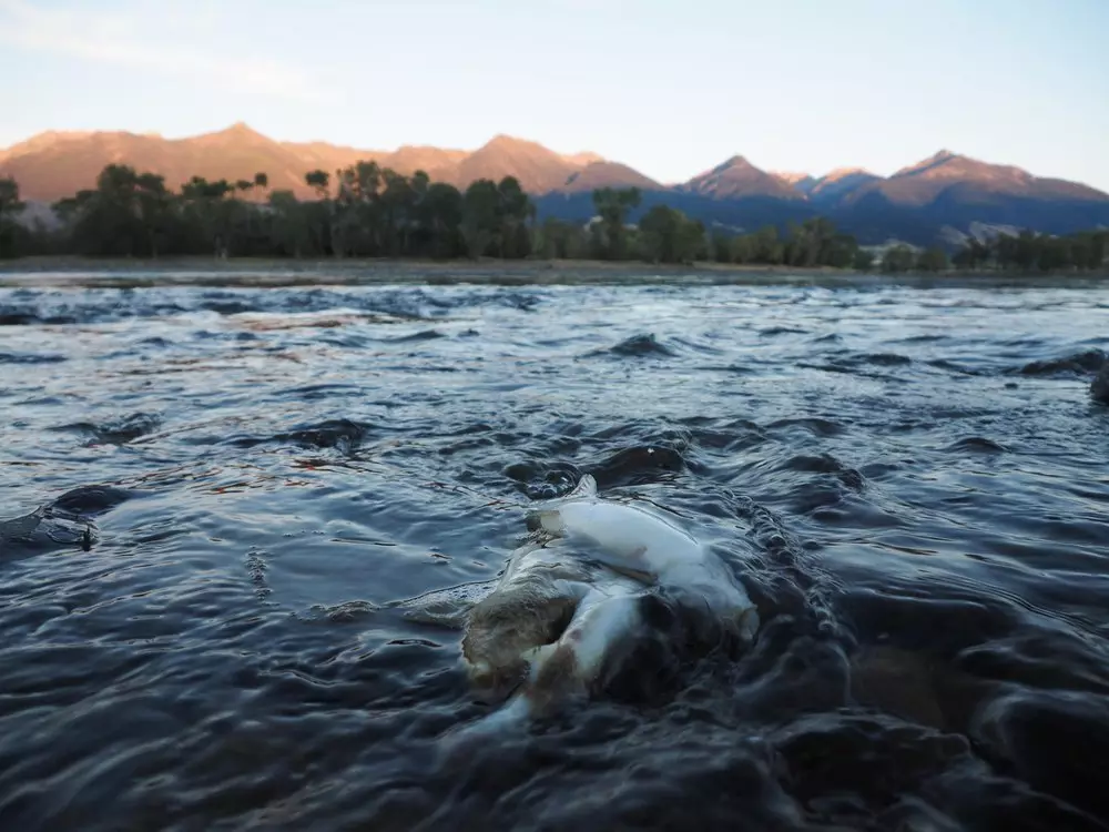 The Massive Yellowstone Fish Die-Off: A Glimpse Kana Masa Depan Iklim Urang?