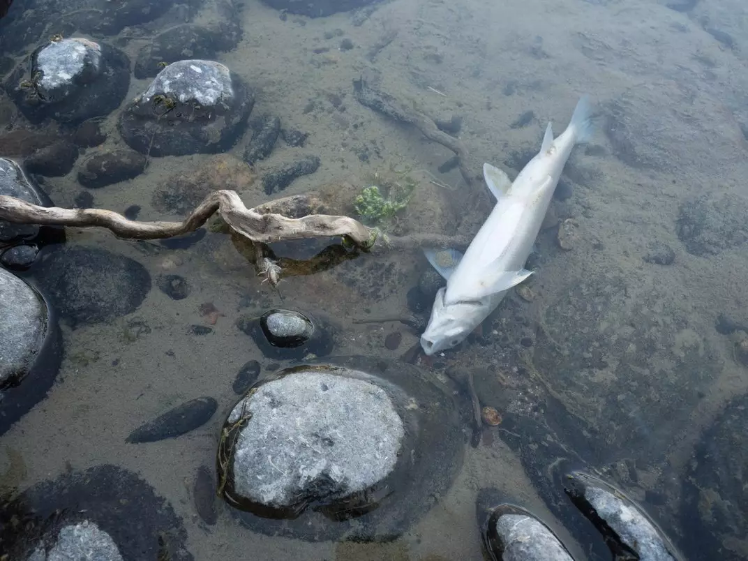 巨大なイエローストーンの魚の大量死：私たちの気候の未来を垣間見る？