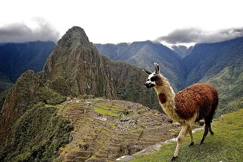 ယနေ့ခေတ် Machu Picchu တွင် Llamas ကို တွေ့နိုင်သေးသည်။