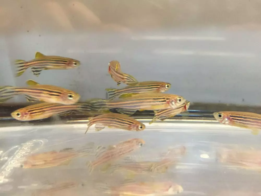 Zebrafish