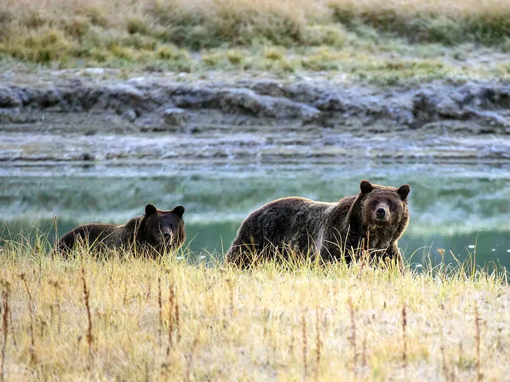 Niedźwiedzie grizzly
