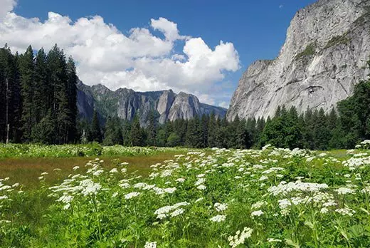 Springtime Splendor li Yosemite 25232_3