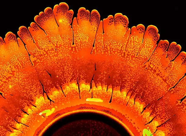 எஷெல் பென்-ஜேக்கப் எழுதிய P. dendritiformis பற்றிய ஒரு நெருக்கமான பார்வை