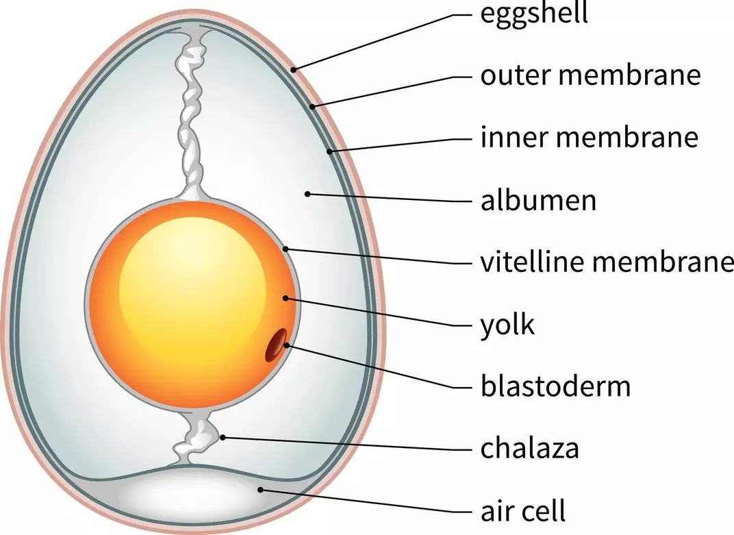 Egg Diagram