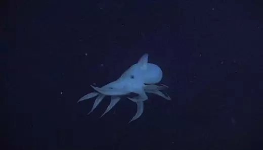 Ο χορός του Dumbo Octopod αποκωδικοποιήθηκε