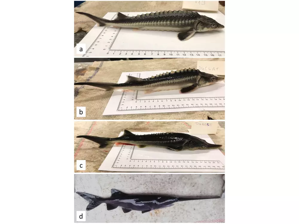 Sciencistoj Hazarde Bredis Lernejon de "Sturddlefish"