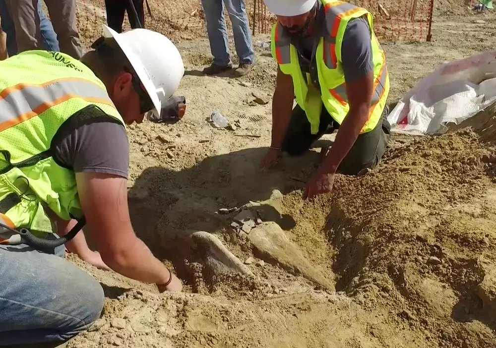 Colorado Construction Crew gräver fram 66 miljoner år gamla Triceratops-fossil