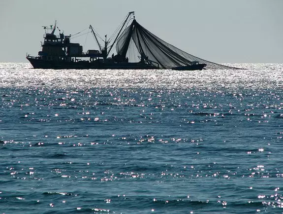 Osvijetljeni otvori za bijeg mogli bi pomoći da male ribe pobjegnu mrežama koćara