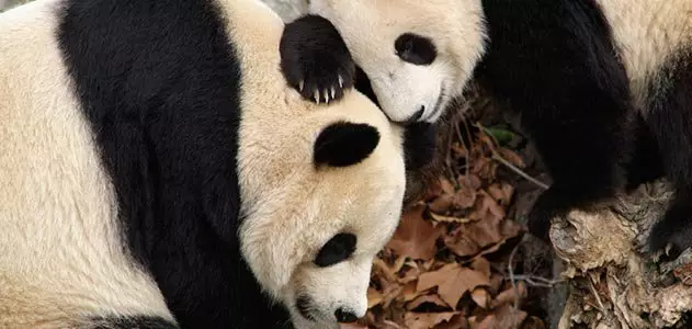 Els pandes gegants Mei Xiang i Tian Tian