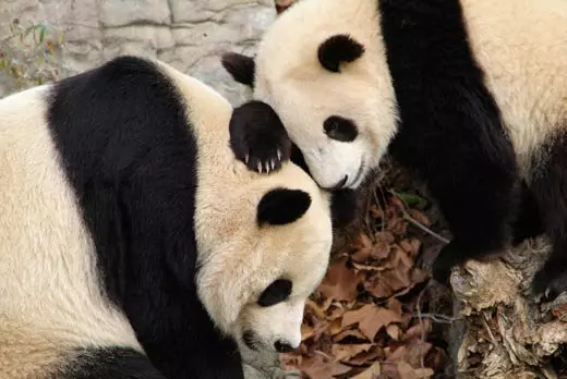 Memberi Makan Haiwan di Zoo Negara 25277_3