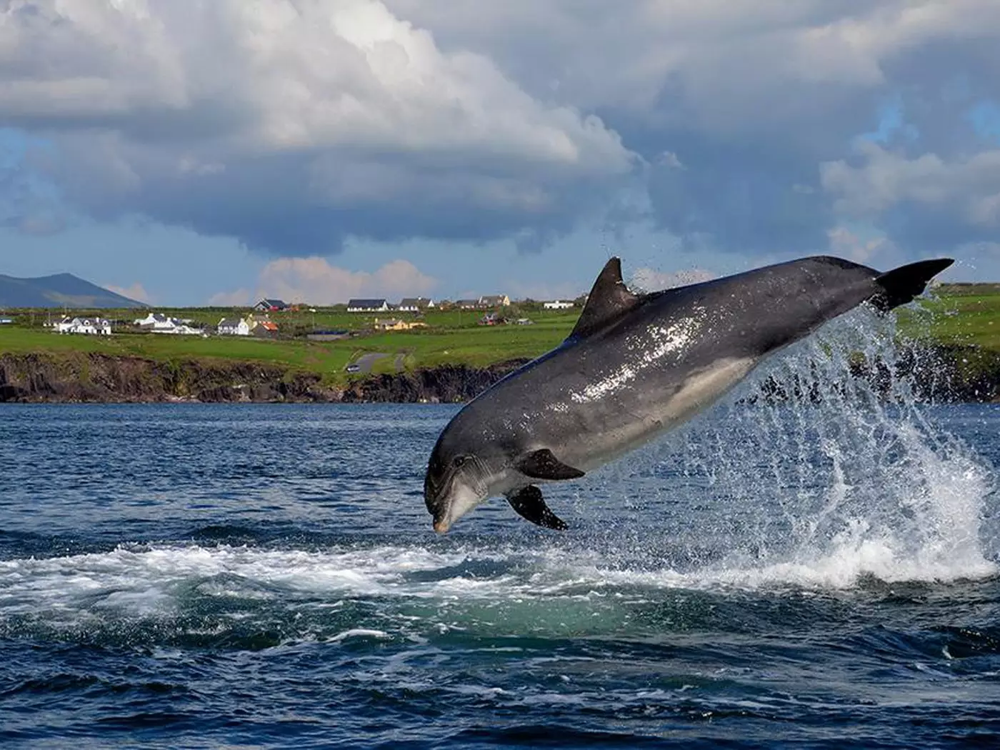 Dolphin Yabayeho Solo muriyi Harbour ya Irlande mumyaka mirongo