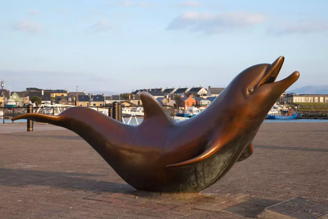 Un delfino vive da solo in questo porto irlandese da decenni