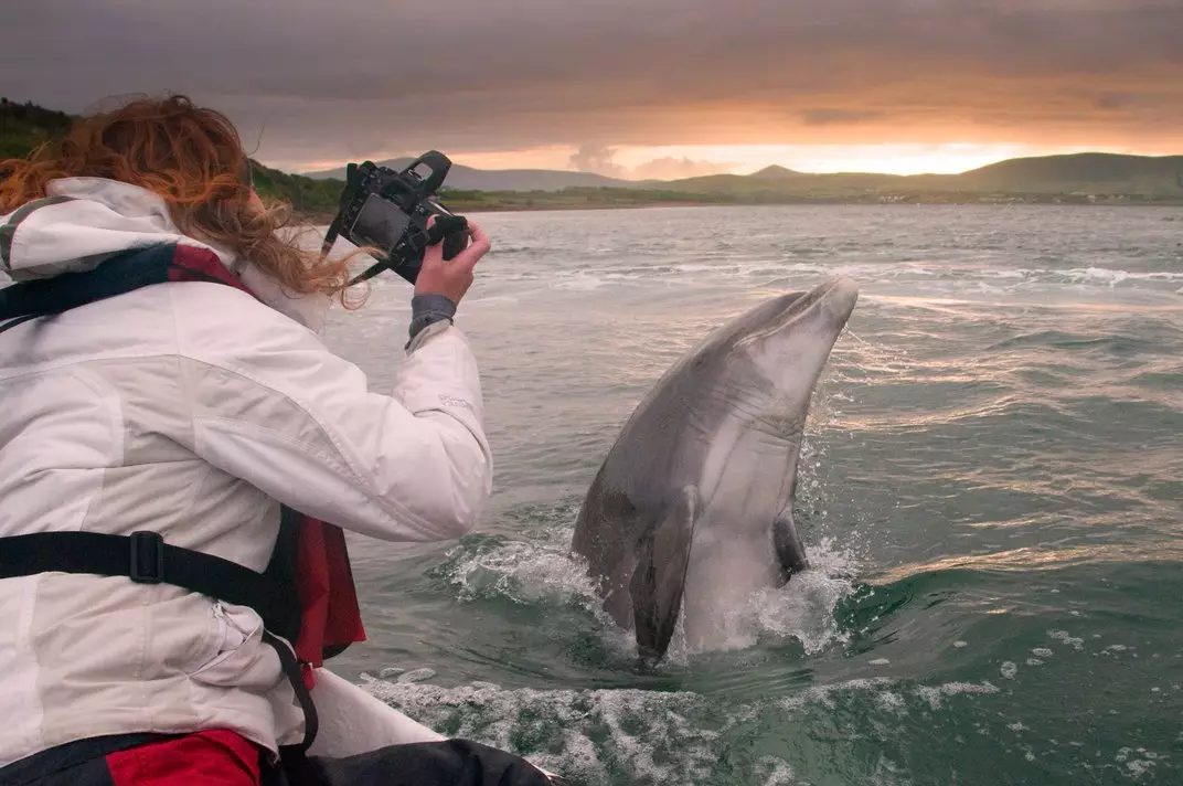 Dolphin Yabayeho Solo muriyi Harbour ya Irlande mumyaka mirongo