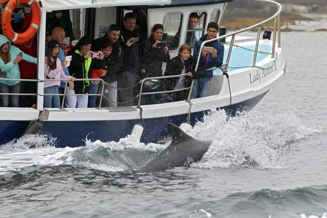 Dolphin Yabayeho Solo muriyi Harbour ya Irlande mumyaka mirongo