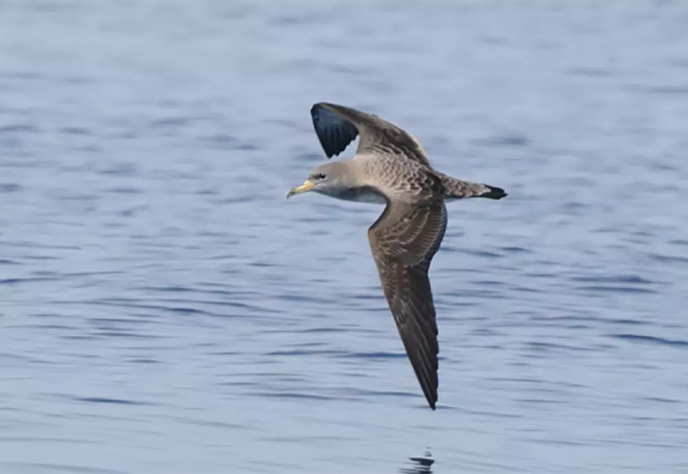 海鳥は匂いの感覚を使ってオープンウォーターをナビゲートします