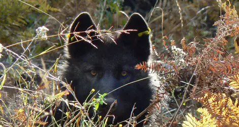 狼正在返回俄勒岡——但並非所有當地人都想要它們