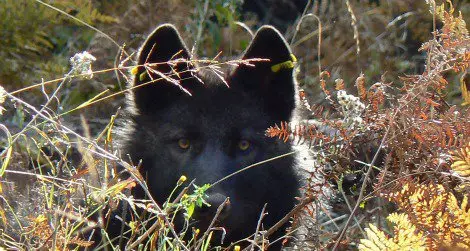 Wolves na-alaghachi na Oregon - mana ọ bụghị ndị obodo niile chọrọ ha