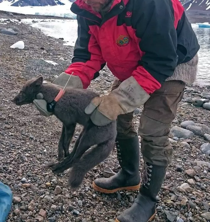 Ungur heimskautsrefur ferðaðist frá Noregi til Kanada á 76 dögum